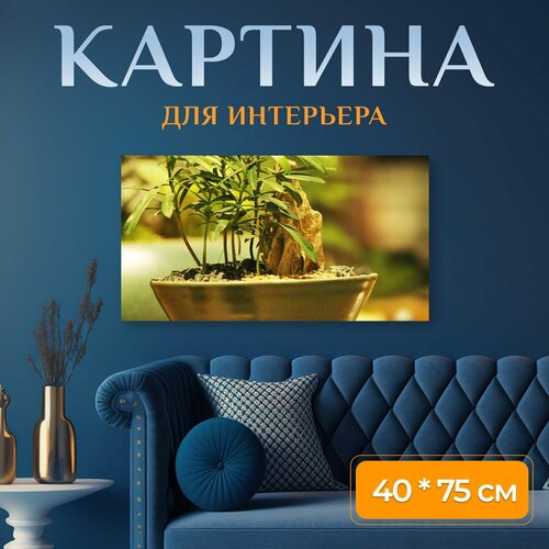 Картина на холсте "Бонсай, комнатные растения, свежий" на подрамнике 75х40 см. для интерьера