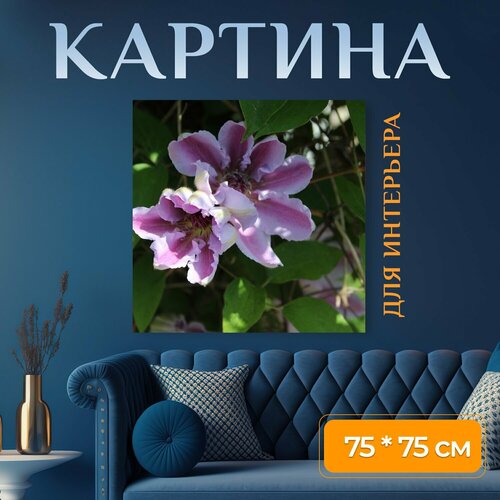 Картина на холсте "Клематис, цветок, блум" на подрамнике 75х75 см. для интерьера