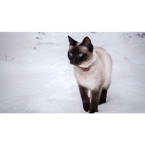 Картина на холсте 60x110 LinxOne "Тайская кошка снег голубые глаза" интерьерная для дома / на стену / на кухню / с подрамником