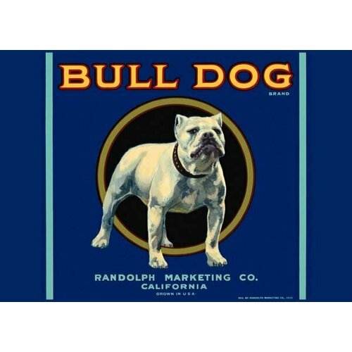 Плакат, постер на бумаге иностранный Bull Dog brand. Размер 21 х 30 см