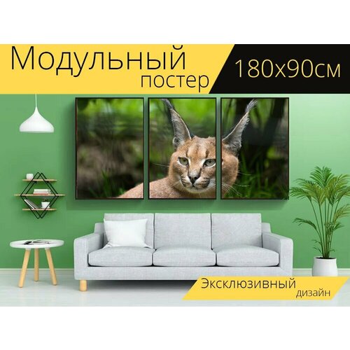 Модульный постер "Животное, кот, каракал" 180 x 90 см. для интерьера