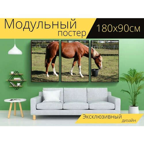 Модульный постер "Лошадь, немецкая верховая езда на пони, понни" 180 x 90 см. для интерьера
