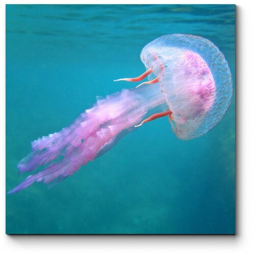 Модульная картина Опасная розовая красавица-медуза 40x40