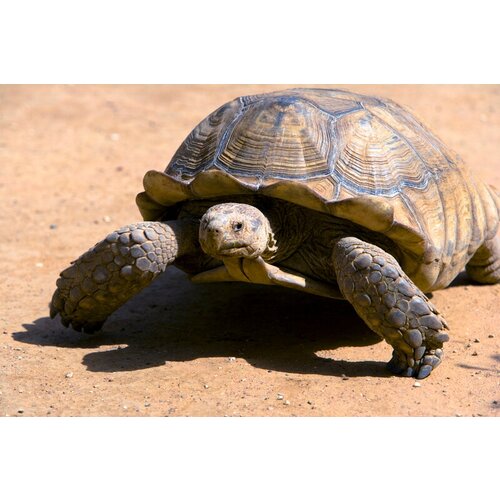 Черепаха, животные картина постер 20 на 30 см, шнур-подвес в подарок