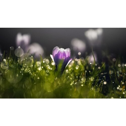 Картина на холсте 60x110 LinxOne "Цветок крокусы весна боке роса" интерьерная для дома / на стену / на кухню / с подрамником
