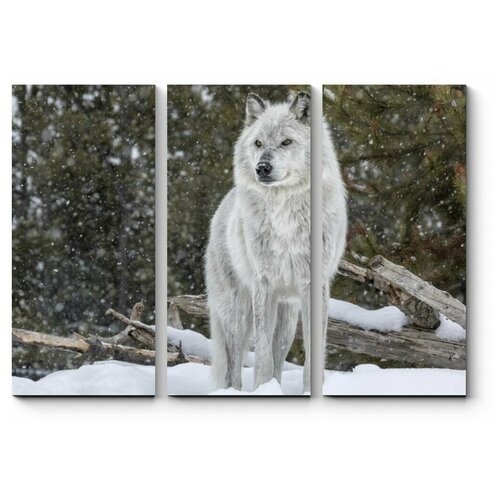 Модульная картина Серый волк 60x43