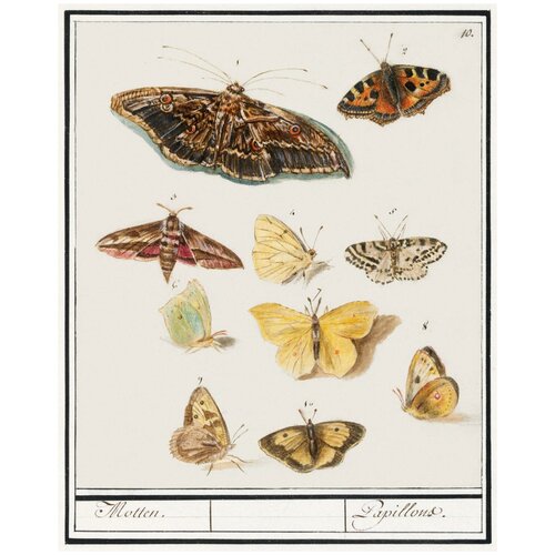 Постер / Плакат / Картина Многообразие бабочек 60х90 см в подарочном тубусе