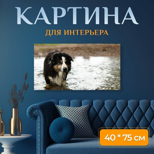 Картина на холсте "Собака, австралийская овчарка, домашний питомец" на подрамнике 75х40 см. для интерьера