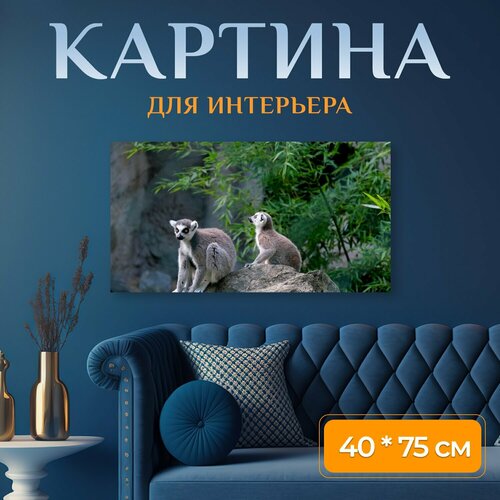 Картина на холсте "Кошачие лемуры, лемур катта, животное" на подрамнике 75х40 см. для интерьера