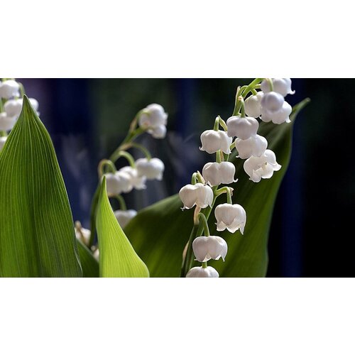 Картина на холсте 60x110 LinxOne "Цветы ландыши весна белые макро" интерьерная для дома / на стену / на кухню / с подрамником