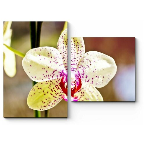 Модульная картина Тигровая орхидея 60x45