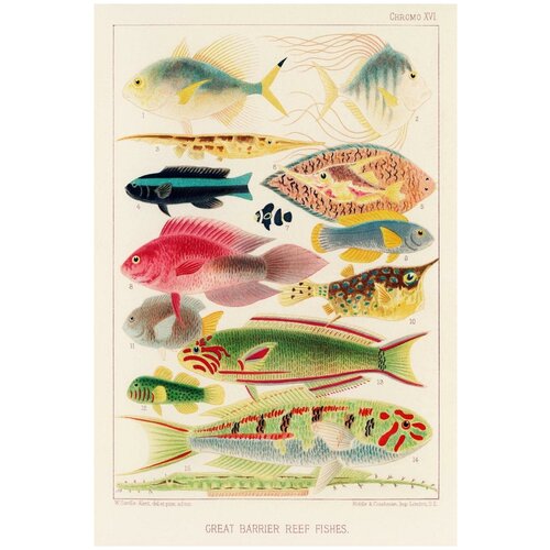 Постер / Плакат / Картина Рыбы - Многообразие рыб 40х50 см в подарочном тубусе
