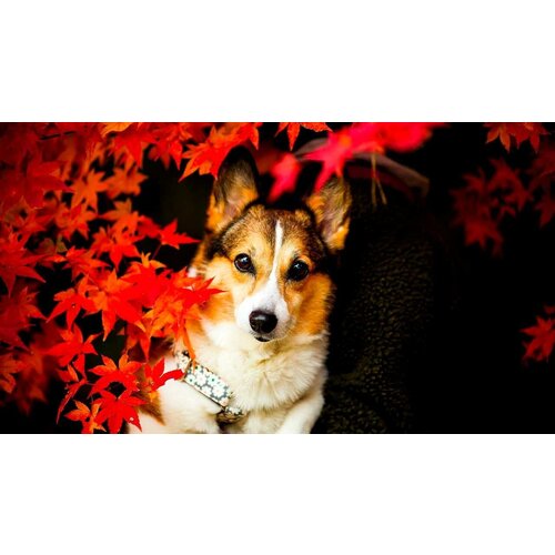 Картина на холсте 60x110 LinxOne "Собака в осенних листьях" интерьерная для дома / на стену / на кухню / с подрамником