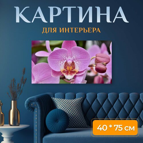 Картина на холсте "Цветок, орхидея, розовый цветок" на подрамнике 75х40 см. для интерьера