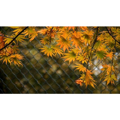 Картина на холсте 60x110 Альянс Лес "Листья ветки забор" на подрамнике / интерьер/ декор