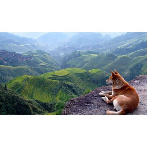 Картина на холсте 60x110 LinxOne "Горы пейзаж собака вид" интерьерная для дома / на стену / на кухню / с подрамником