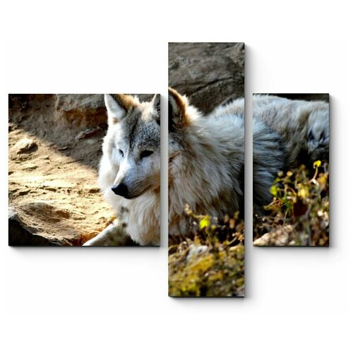 Модульная картина Гималайский волк 110x91