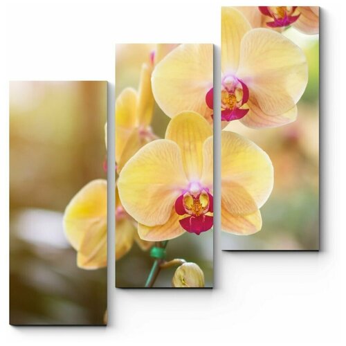 Модульная картина Чарующая орхидея 60x64