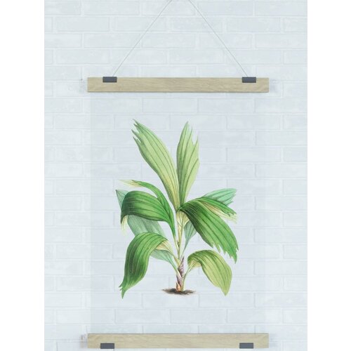 Постер / Плакат / Картина Прозрачный постер - Зеленый куст с большими листьями 40x50