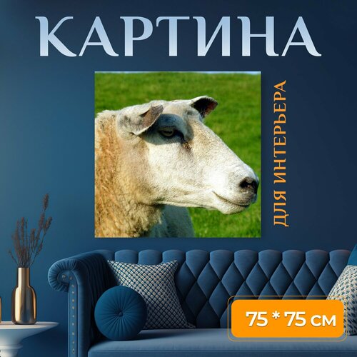 Картина на холсте "Овец, животное, шерсть" на подрамнике 75х75 см. для интерьера