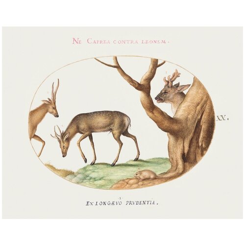 Постер / Плакат / Картина Три вида оленей 60х90 см в раме