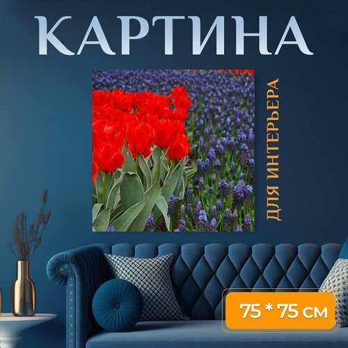 Картина на холсте "Тюльпан, красивая, блум" на подрамнике 75х75 см. для интерьера