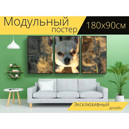 Модульный постер "Чихуахуа, собака, маленькая собака" 180 x 90 см. для интерьера