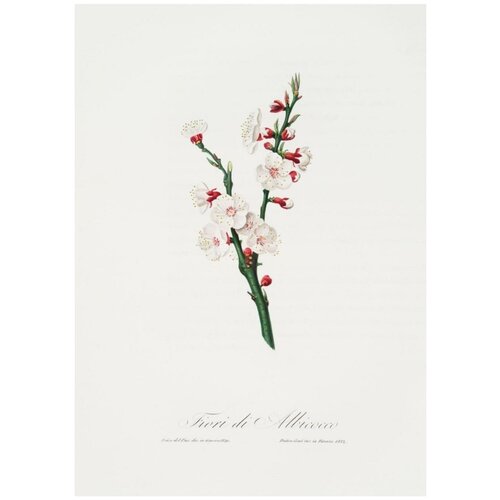 Постер / Плакат / Картина Дикие цветы - Цветок абрикоса 50х70 см в раме