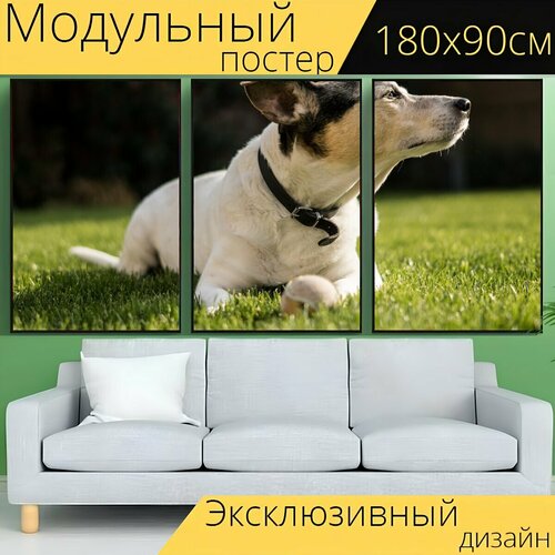 Модульный постер "Собака, джек рассел, домашний питомец" 180 x 90 см. для интерьера