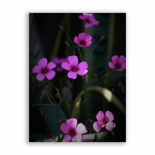 Постер цветы на бумаге / Герань / Размер 80 x 106 см