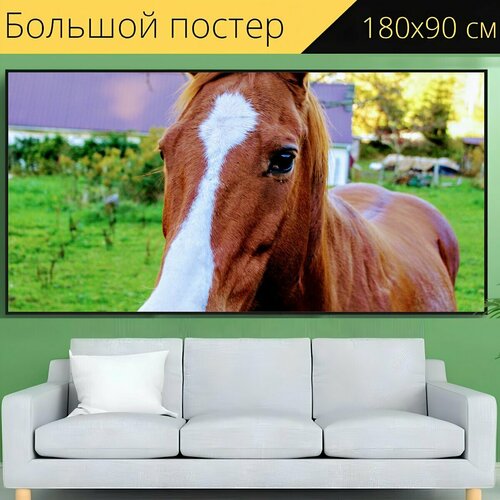 Большой постер "Лошадь, конный спорт, грива" 180 x 90 см. для интерьера