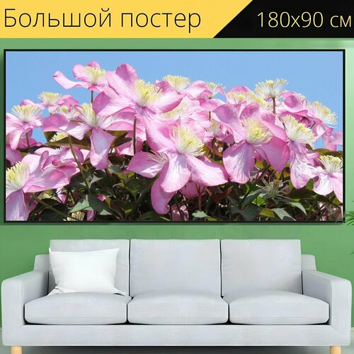 Большой постер "Клематис, цветы, розовый" 180 x 90 см. для интерьера