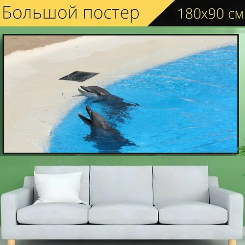 Большой постер "Дельфины, бассейн, дельфинарий" 180 x 90 см. для интерьера