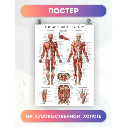 Обучающий постер Анатомия человека, мышцы (1) 30х40 см