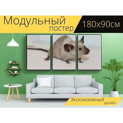 Модульный постер "Мышь, грызун, крыса" 180 x 90 см. для интерьера