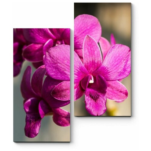 Модульная картина Королева цветов - прекрасная орхидея 60x75