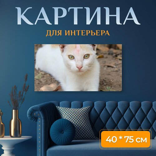 Картина на холсте "Кошка, белый, котенок" на подрамнике 75х40 см. для интерьера