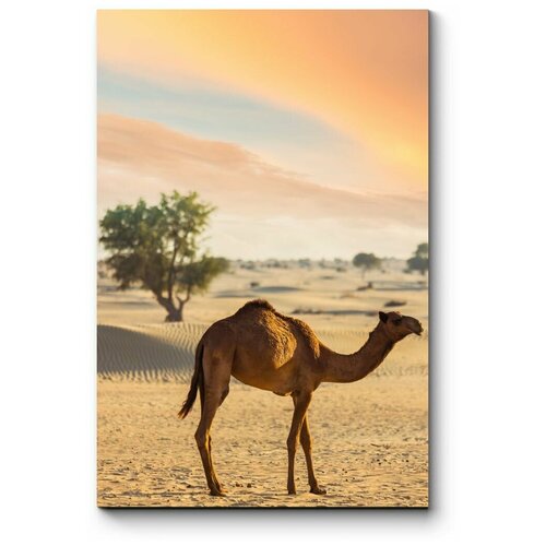 Модульная картина Верблюд, очарованный песками 30x45