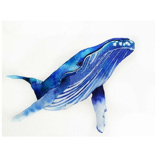 Постер / Плакат / Картина Большой синий кит 60х90 см в подарочном тубусе