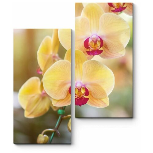 Модульная картина Чарующая орхидея 90x113