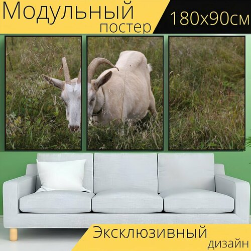 Модульный постер "Козел, животное, трава" 180 x 90 см. для интерьера