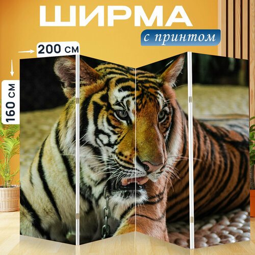Ширма перегородка с принтом "Тигр, большой кот, портрет" на холсте - 200x160 см. для зонирования, раскладная
