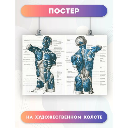 Постер на холсте анатомия мышц торса биология больница 60х80 см