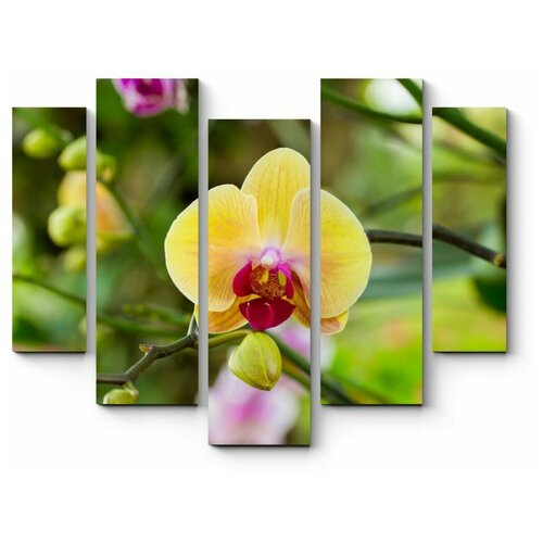 Модульная картина Тропическая орхидея, цветущая в летнем саду 111x90