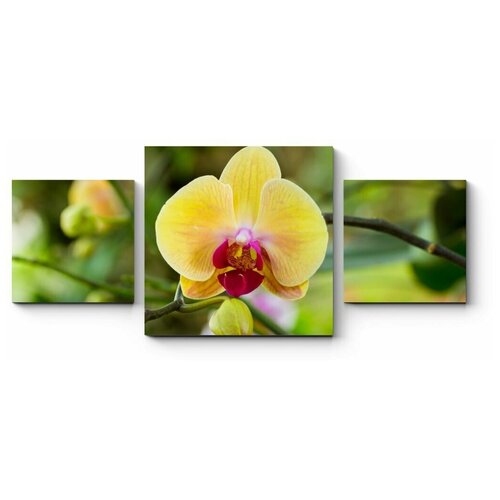 Модульная картина Тропическая орхидея, цветущая в летнем саду 100x43