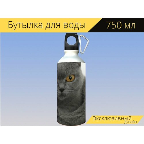 Бутылка фляга для воды "Британский кот, заботился о, серый" 750 мл. с карабином и принтом