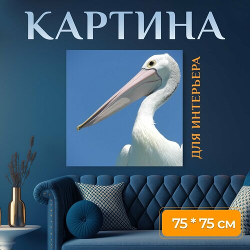 Картина на холсте "Пеликан, птица, клюв" на подрамнике 75х75 см. для интерьера