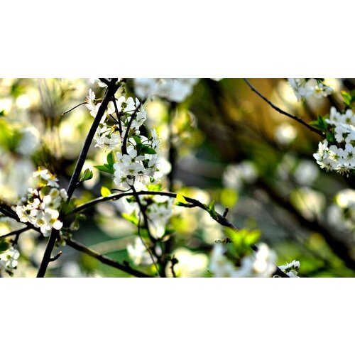 Картина на холсте 60x110 LinxOne "Весна ветка вишня май макро" интерьерная для дома / на стену / на кухню / с подрамником