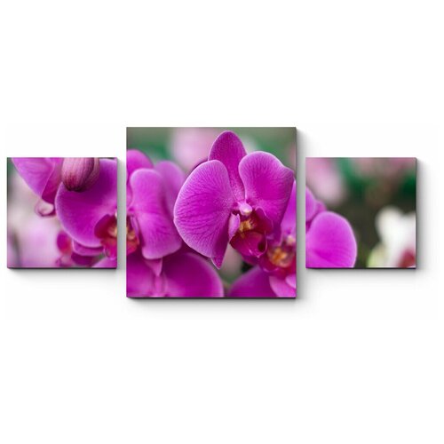 Модульная картина Прекрасные и нежные орхидеи 210x90