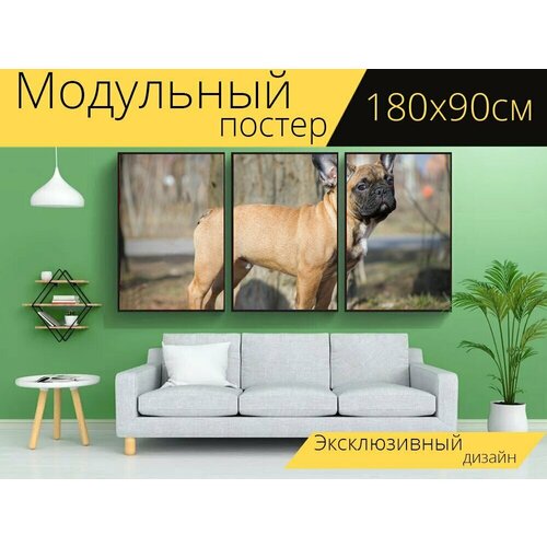 Модульный постер "Французский бульдог, веселая, собака" 180 x 90 см. для интерьера